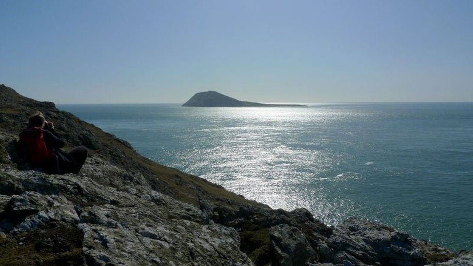 Lluniau: Arwyddion cyntaf y gwanwyn - BBC Cymru Fyw