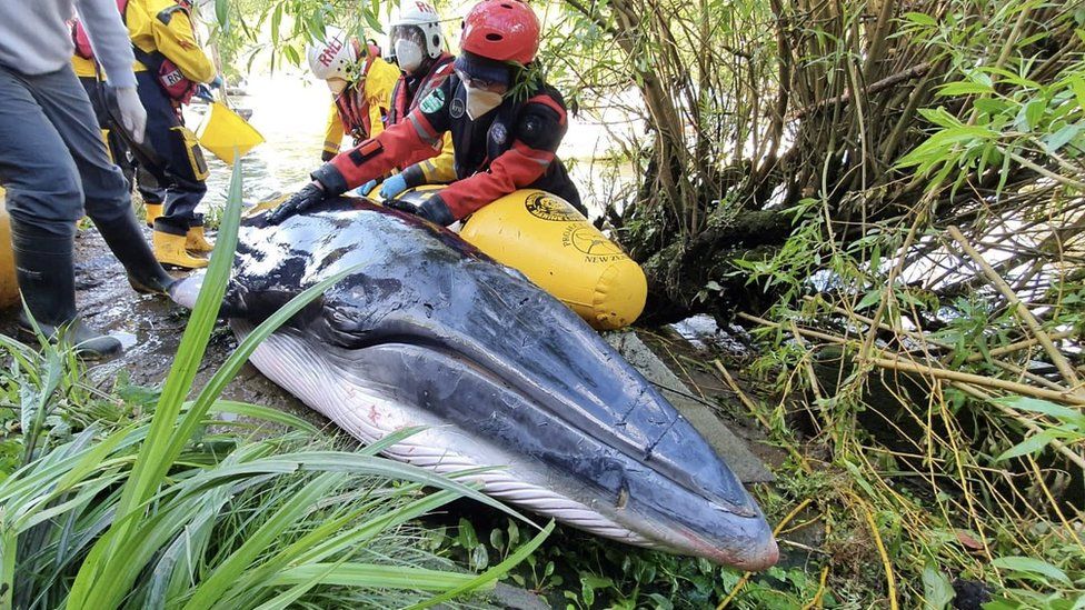 River Thames whale was malnourished, post-mortem tests show - BBC News