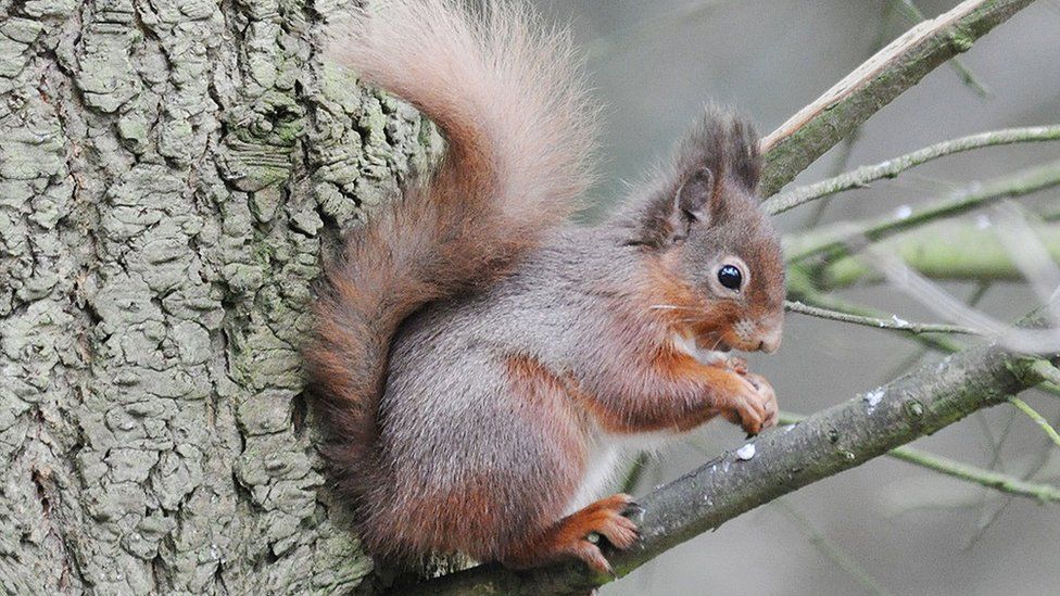 Red squirrels return to National Trust's Wallington - BBC News