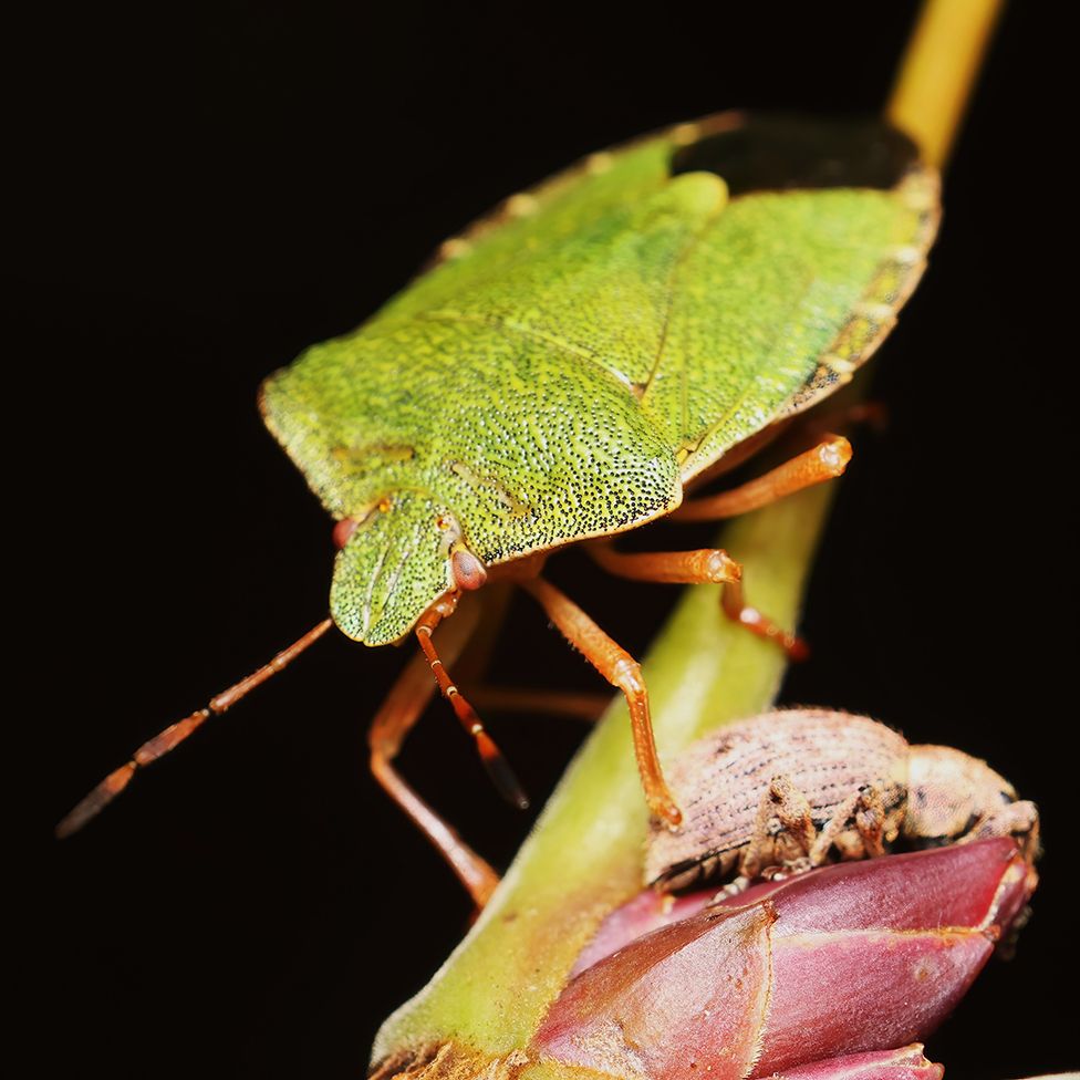 'Trychfilod fel pobl': hobi newydd yn llesol i ŵr o Fôn - BBC Cymru Fyw