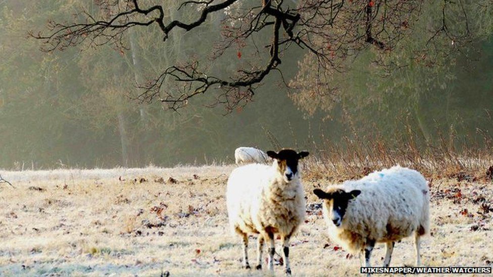 Animals in weather 2018 - BBC Weather