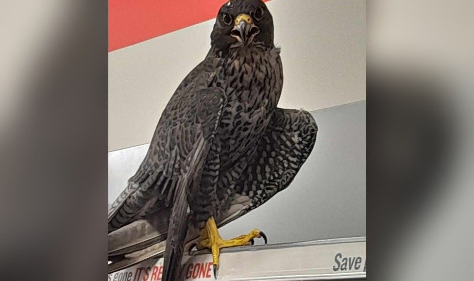 Falcon swoops in to surprise Stoke-on-Trent charity shop staff - BBC News