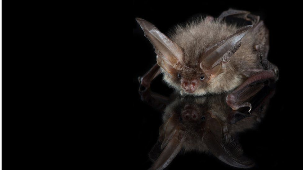 Searching for poos: Rare bat found in a church in Somerset - BBC Newsround