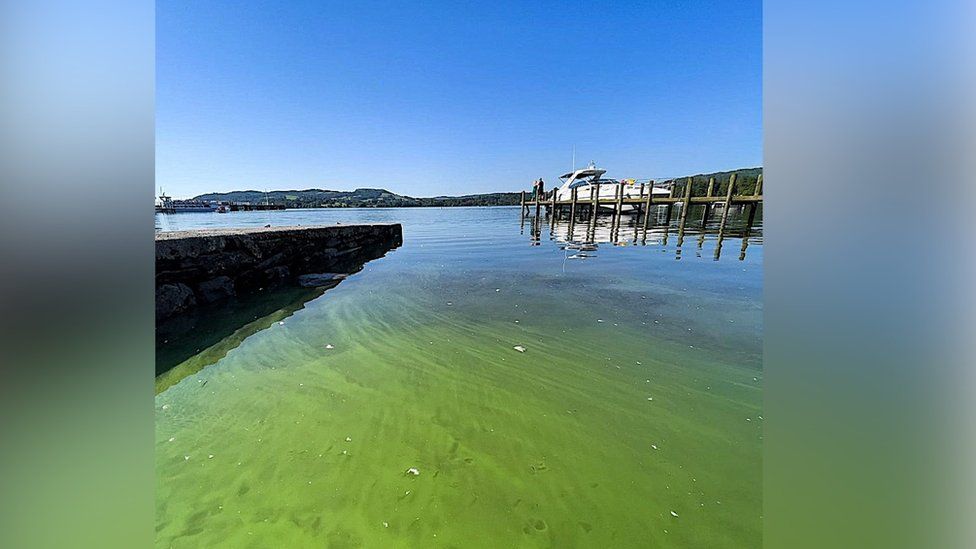 Windermere: Algae warning over fish deaths at lake - BBC News