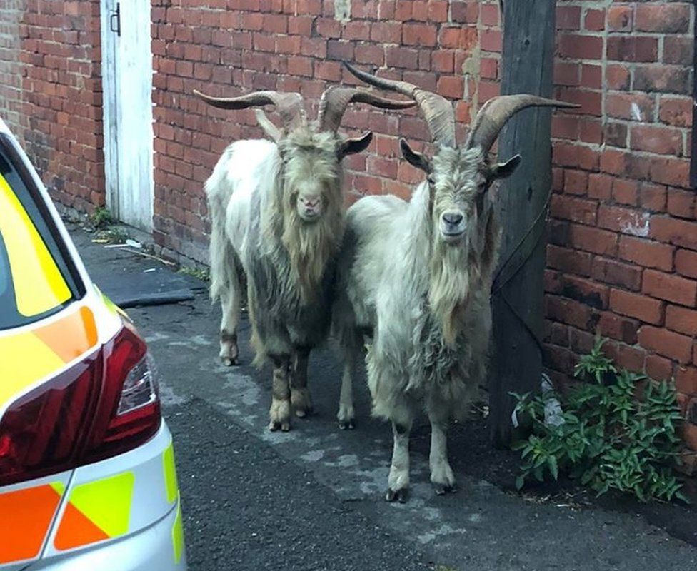 Loose goats captured in Hartlepool street - BBC News