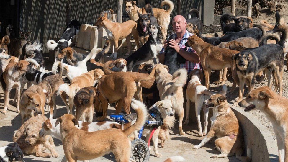 Cambridge taxi driver swaps car for 150 Moroccan dogs - BBC News