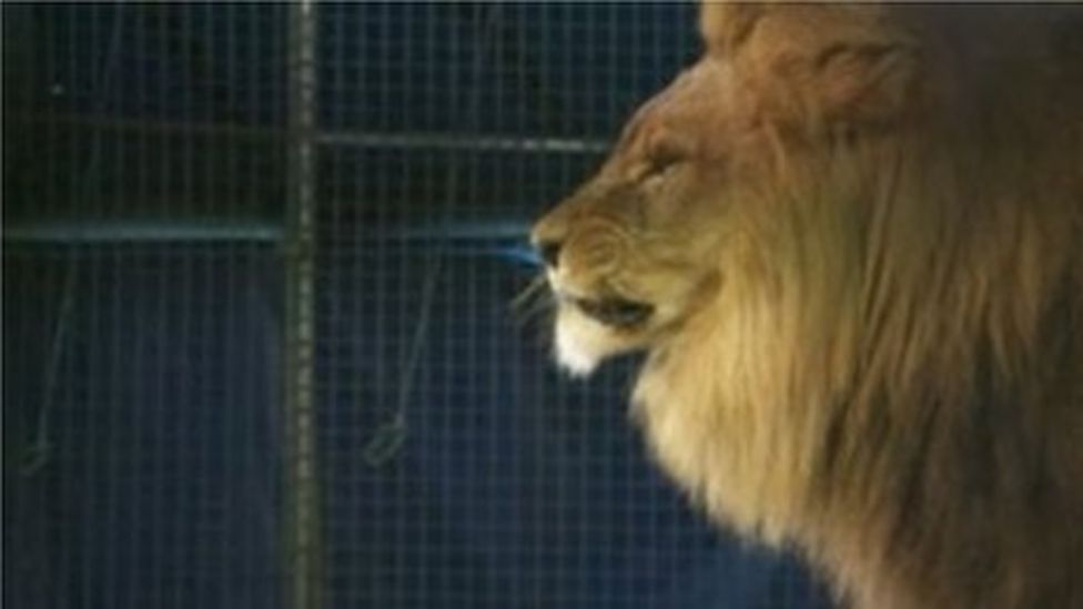 'UK's last lion tamer' Thomas Chipperfield refused licence - BBC News
