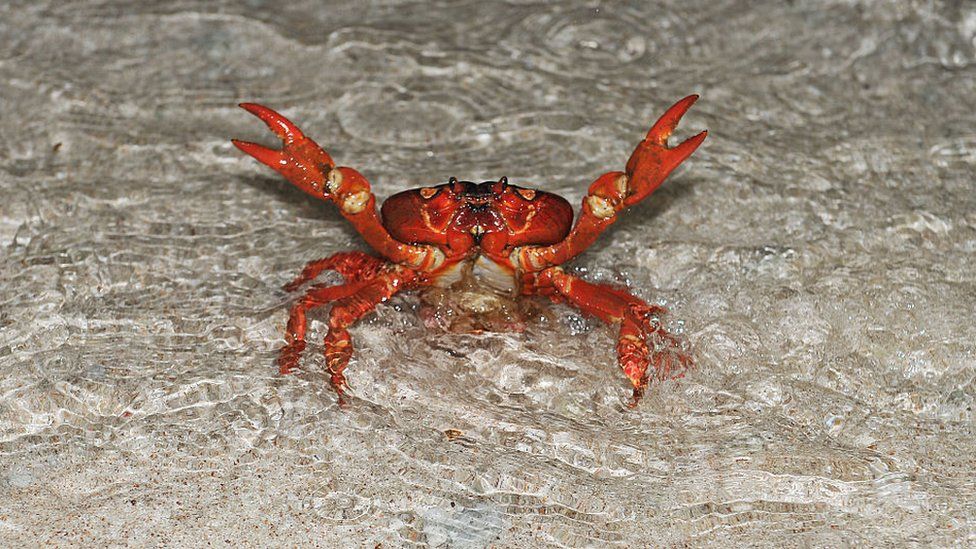 Millions of Red crabs start their migration on Christmas Island - BBC ...