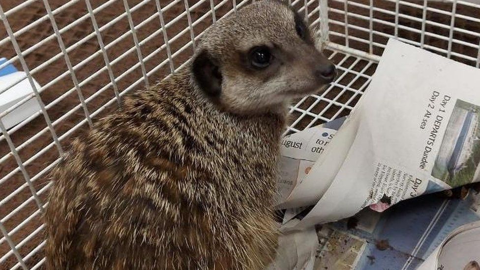 Meerkat rescued after jumping into sea off ship - BBC News
