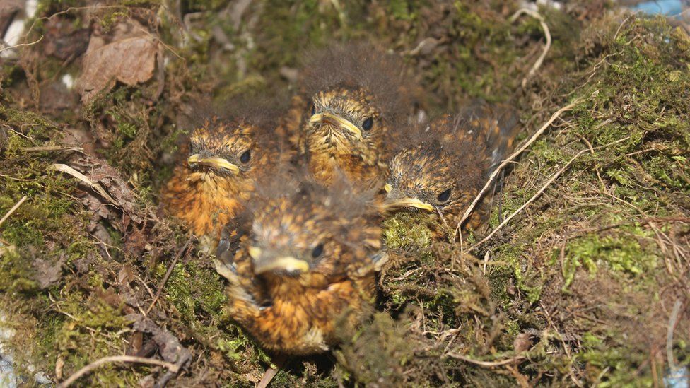 Robin chicks survive 192-mile (309km) trip from Liverpool to ...
