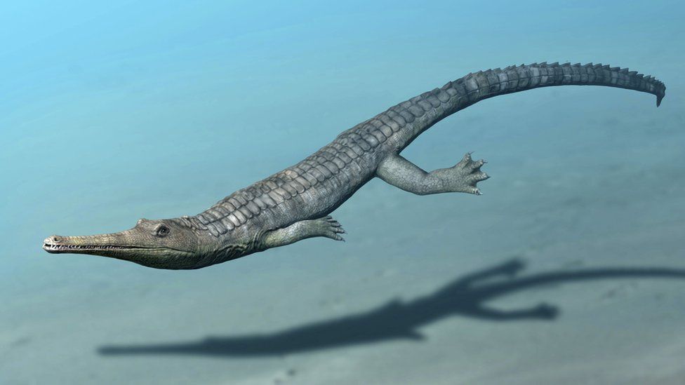 An ancient croc-like creature has been discovered - BBC Newsround