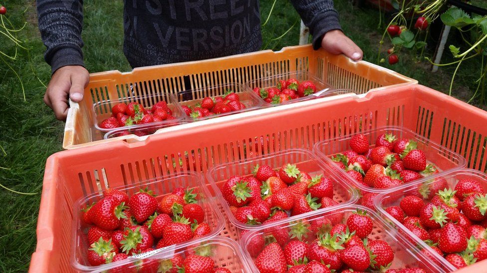 Who will pick our strawberries once we leave the EU? - BBC News