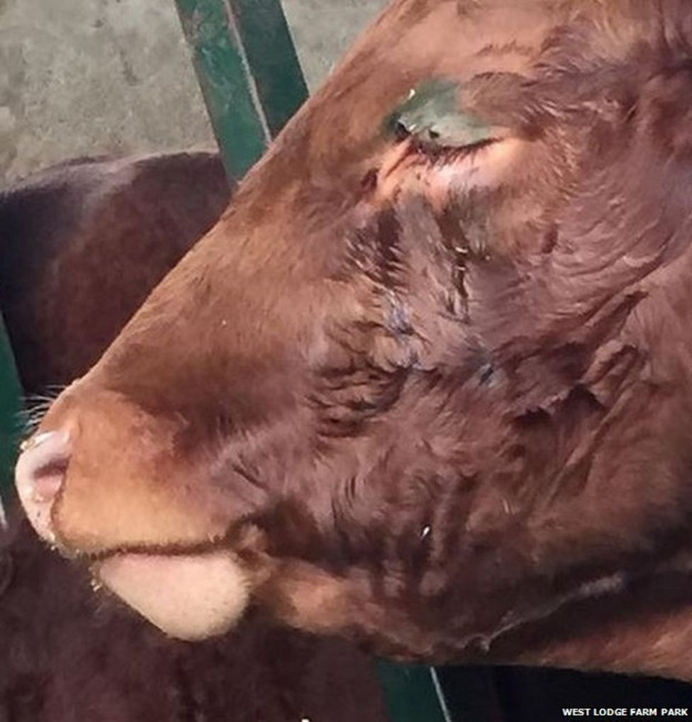 Desborough bull calves in air rifle and pitchfork attacks - BBC News