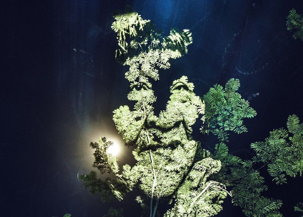 In pictures: The Blood Forest - BBC News