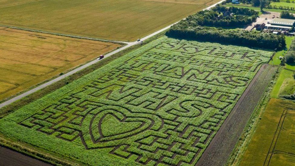 NHS maize maze tribute cut in March, Cambridgeshire - BBC News