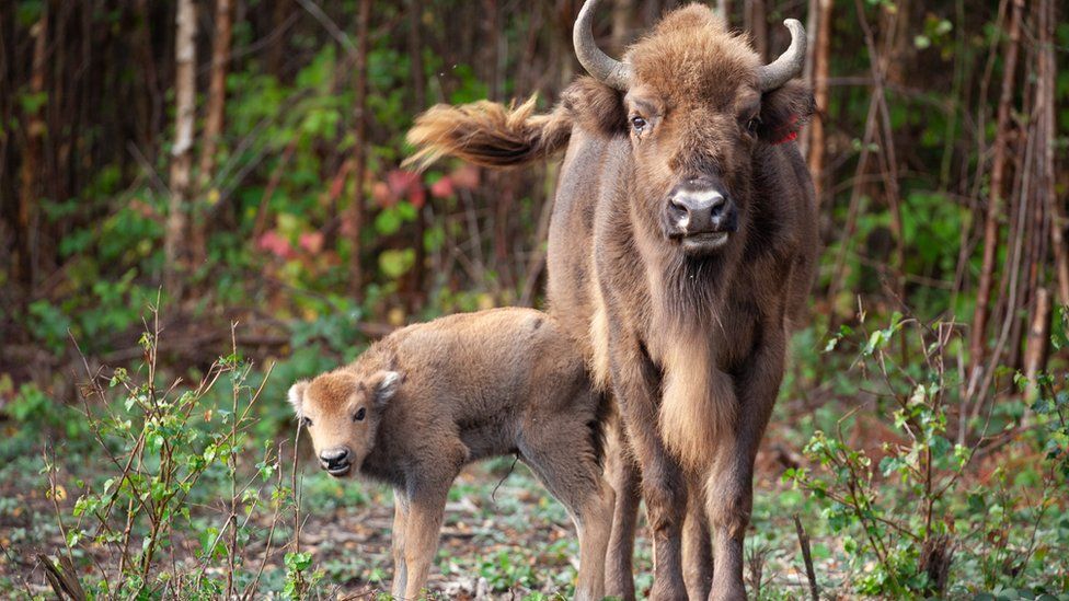 Canterbury: Blean bison calf born at rewilding project turns one - BBC News