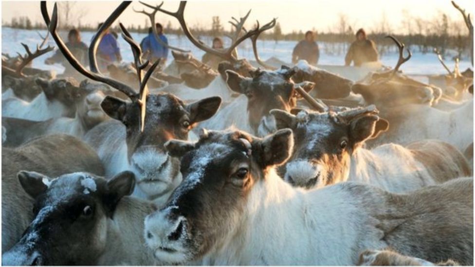 World's largest reindeer herd plummets - BBC News