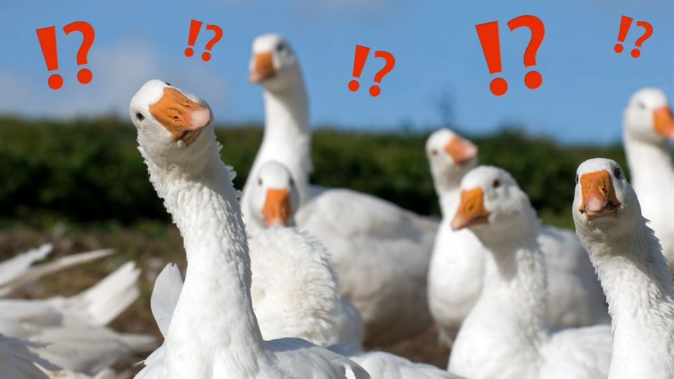 A gaggle, a confusion and a conspiracy - bizarre animal collective ...