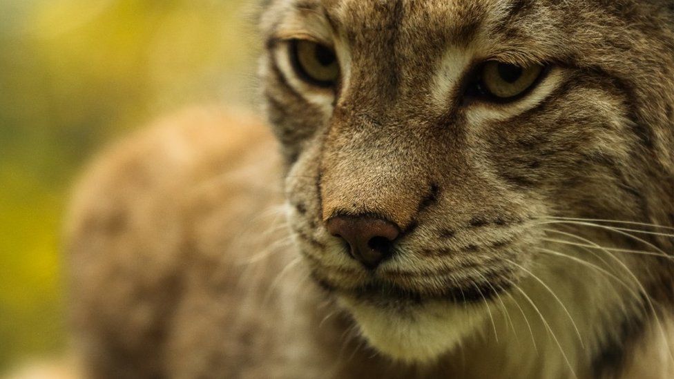 Scottish forest identified for lynx reintroduction - BBC News