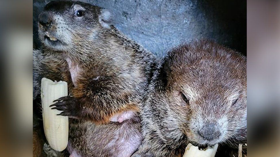 Punxsutawney Phil: Famous groundhog fathers two pups, called Sunny and ...