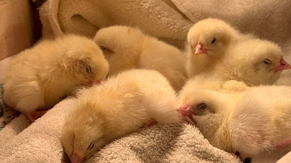 Chicks at sanctuary after surviving being gassed and sold as food - BBC ...