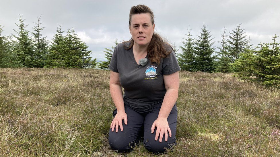 Rhybudd am effaith trwsio tomenni glo ar fywyd gwyllt - BBC Cymru Fyw
