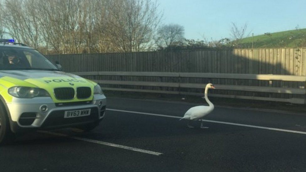 Find out why these swans are taking over the M25 - BBC News
