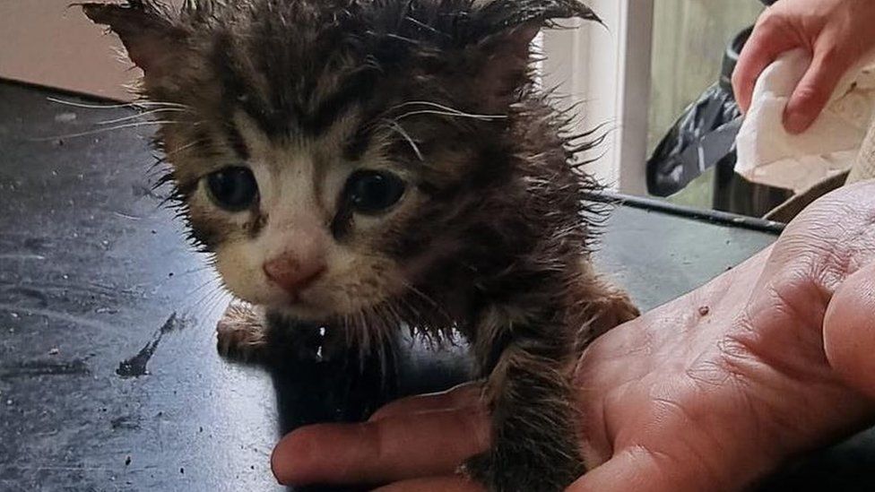 Firefighters star in the one with the smelly cat - BBC News