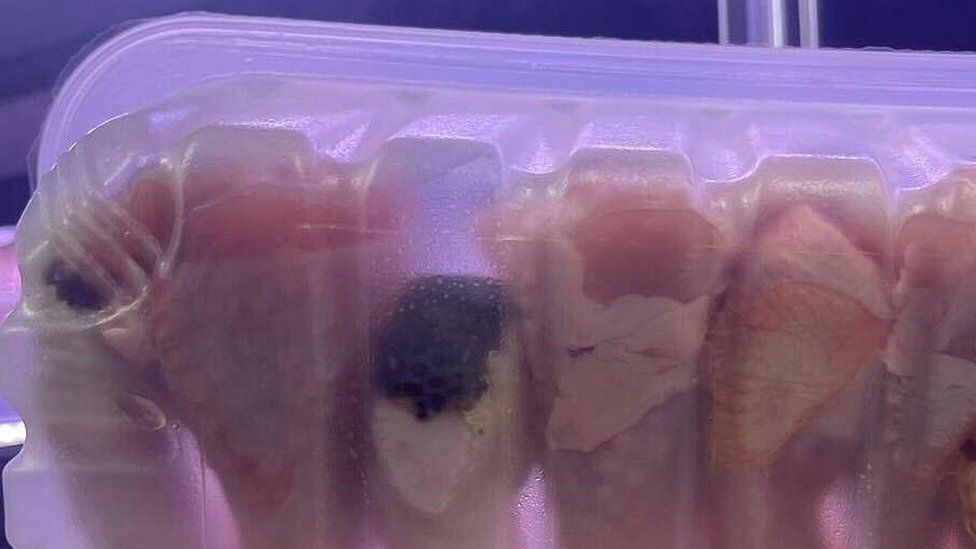 Millions of store chickens suffer burns from excrement - BBC News