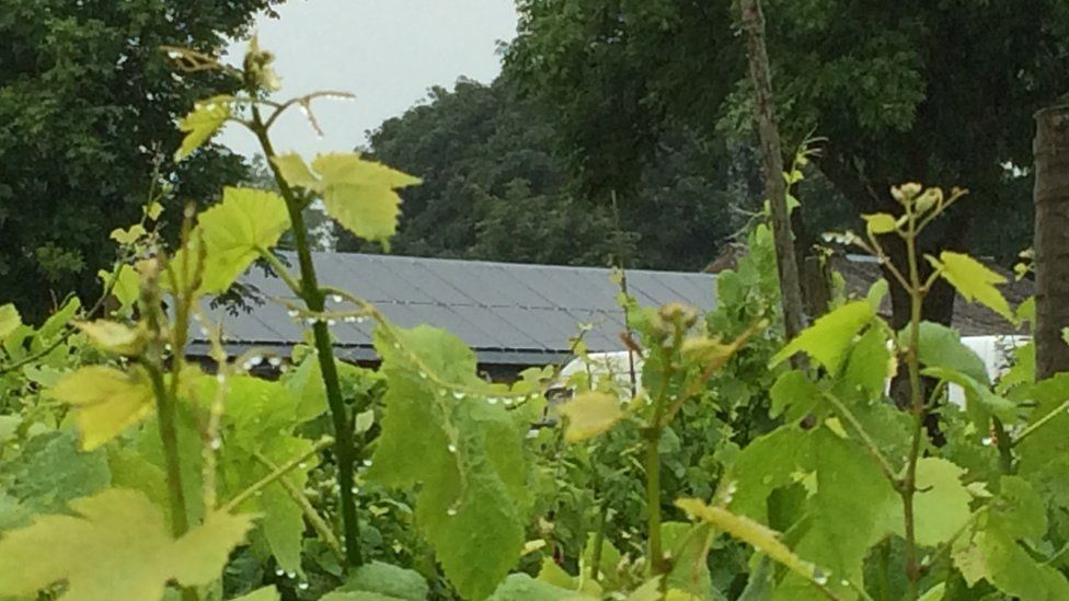 Gwynedd's Pant Du vineyard turns to solar power - BBC News