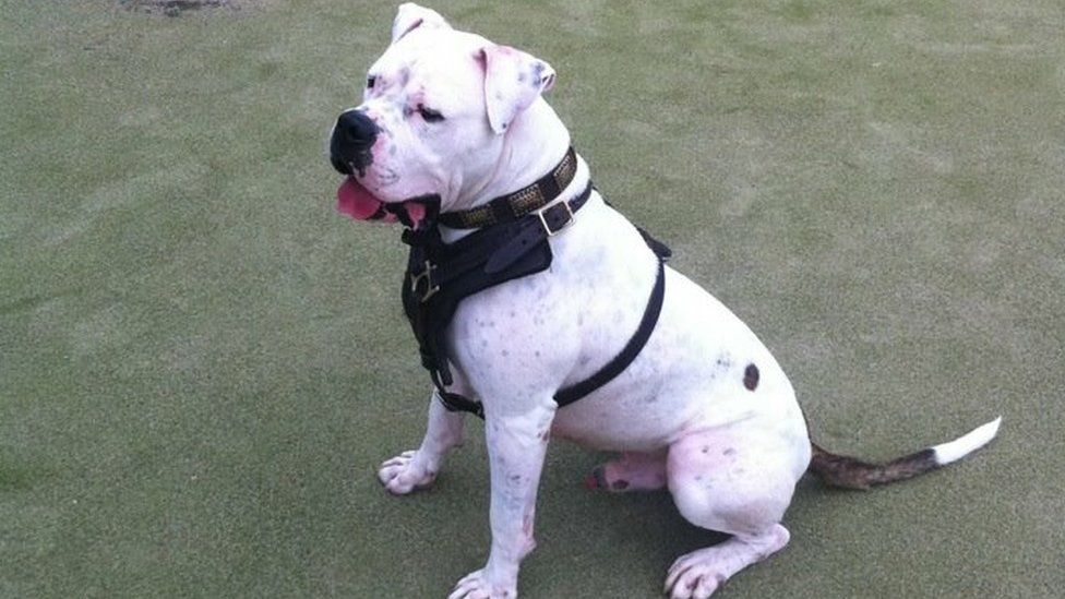 Turbo the dog stabbed to death in Liverpool park and dumped - BBC News