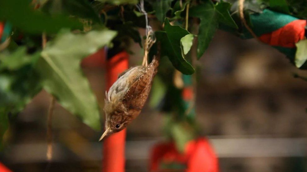 Hunt the Wren: Old Manx Christmas tradition celebrated - BBC News
