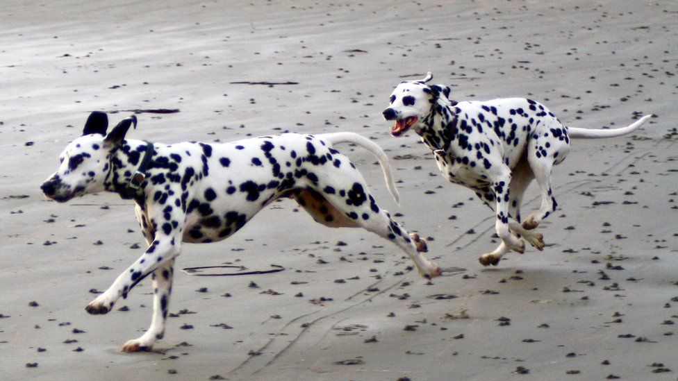 Your pictures: Spots - BBC News