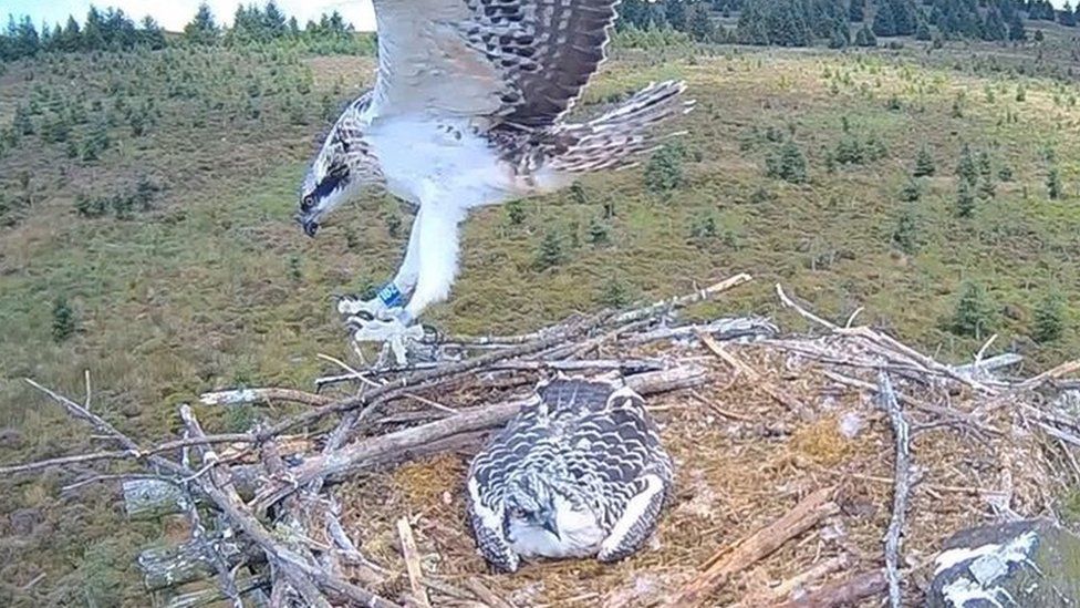 Kielder conservation efforts pay off as ospreys fledge - BBC News