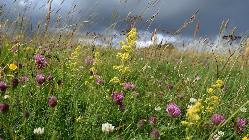'Bumper year' for wildflowers of Scotland - BBC News