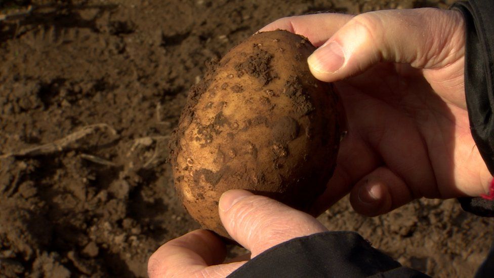 This year's wet weather 'disastrous' for potato growers - BBC News