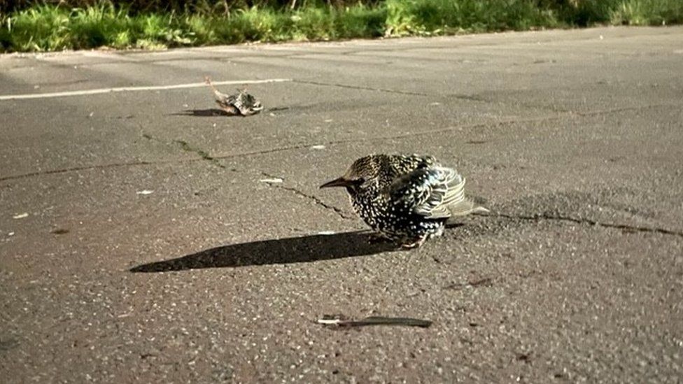 Pembrokeshire: Hundreds of dead birds found after fall from sky - BBC News