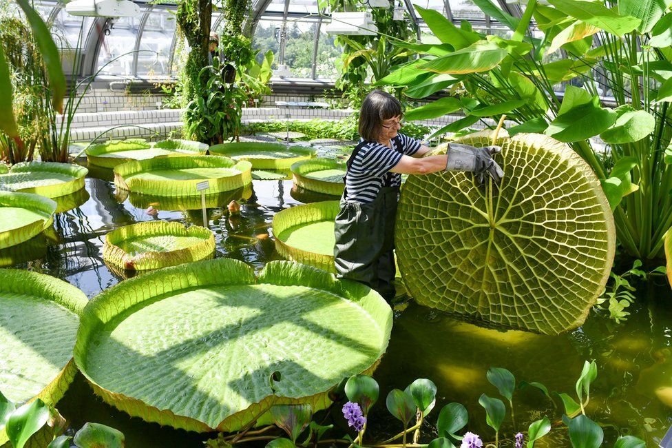 Week in pictures: 9 - 15 June 2018 - BBC News