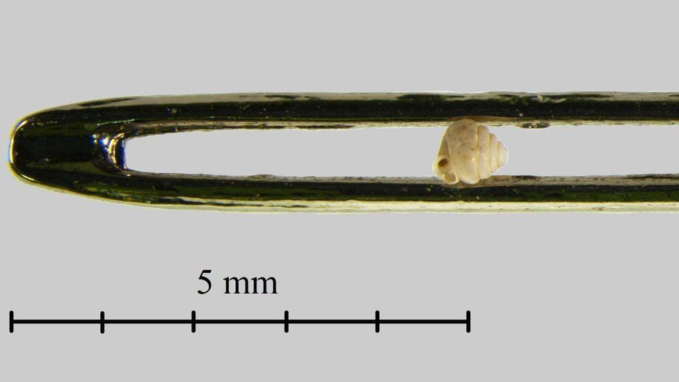 New species of tiny snail found in China - BBC Newsround