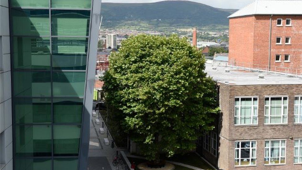 Coronavirus: Trees 'offer peace in dark lockdown days' - BBC News