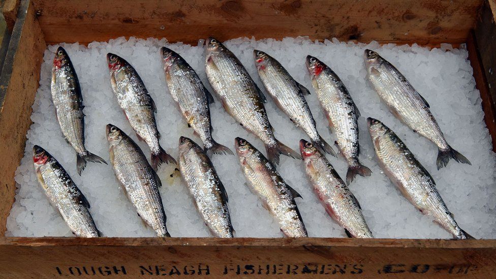 Lough Neagh Pollan gets special European status - BBC News