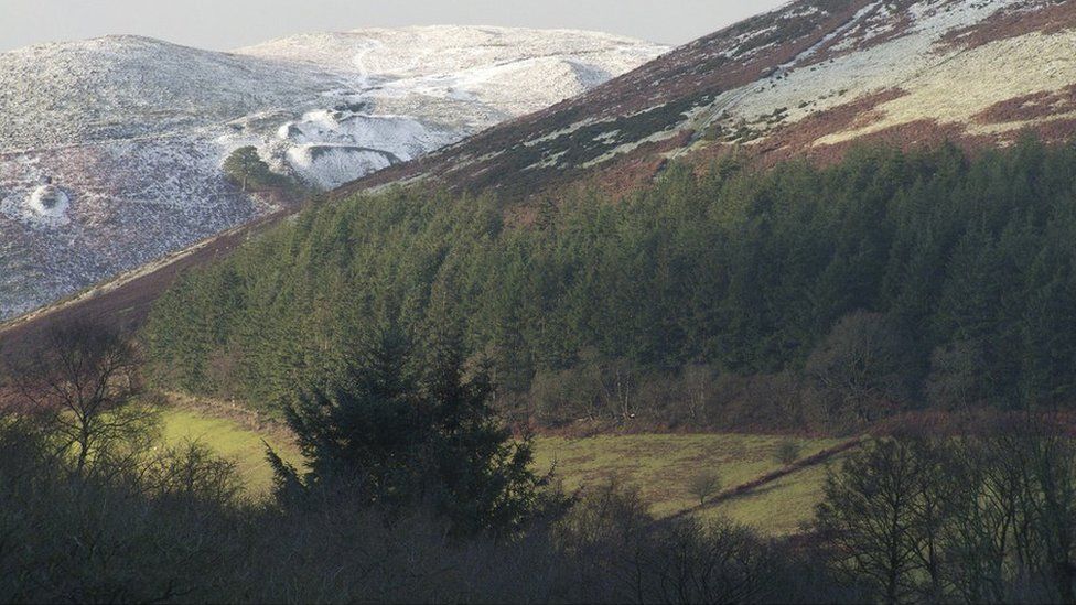 Cynllun plannu coed Cymru yn 'amlwg yn siomedig' - BBC Cymru Fyw