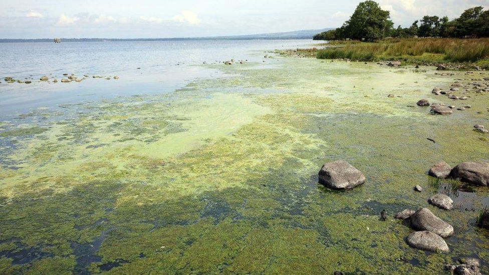 Lough Neagh: Groups say action plan a good start after Muir talks - BBC ...