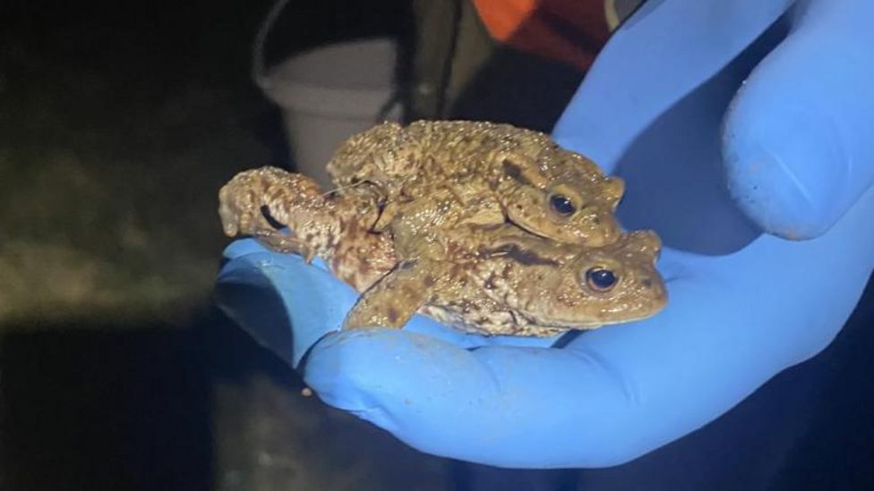 Night-time 'toad patrol' saves amphibians cross busy Angus road - BBC News