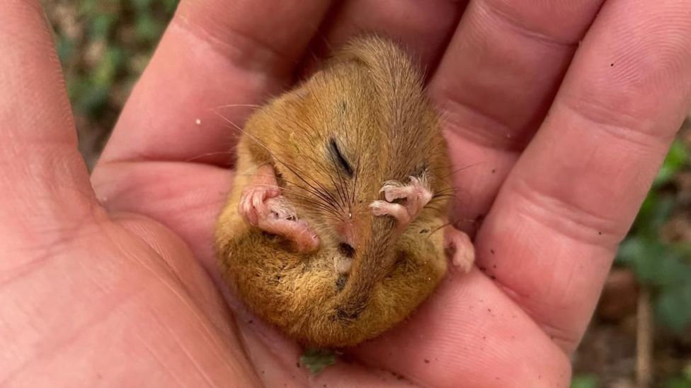 Baby dormice found at Devon nature reserve for first time - BBC News