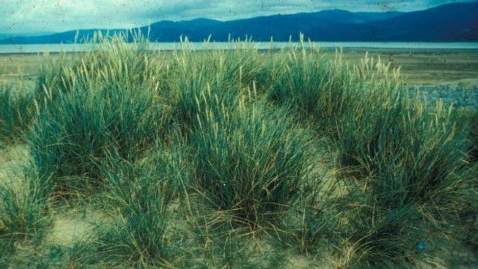 Marram grass planted at St Oeun's Bay to protect sand dunes - BBC News