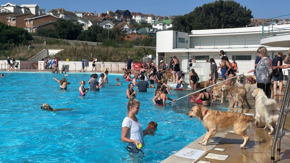Saltdean Lido: 'Mayhem' as 150 dogs take over Brighton site - BBC News