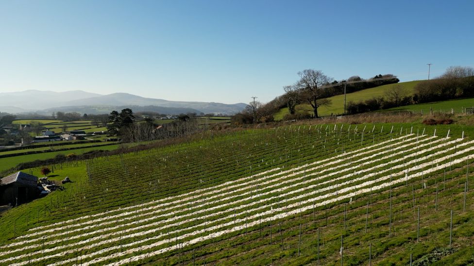 How sheep wool helps north Wales vineyard make better wine - BBC News