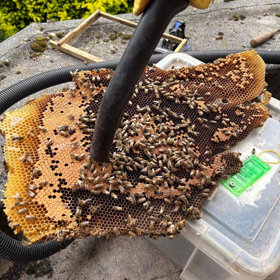 Honey bees saved from apartment block and rehomed - BBC News