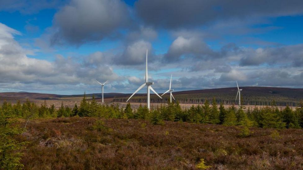 Aberdeenshire wind farm legal action launched over wildcat fears - BBC News
